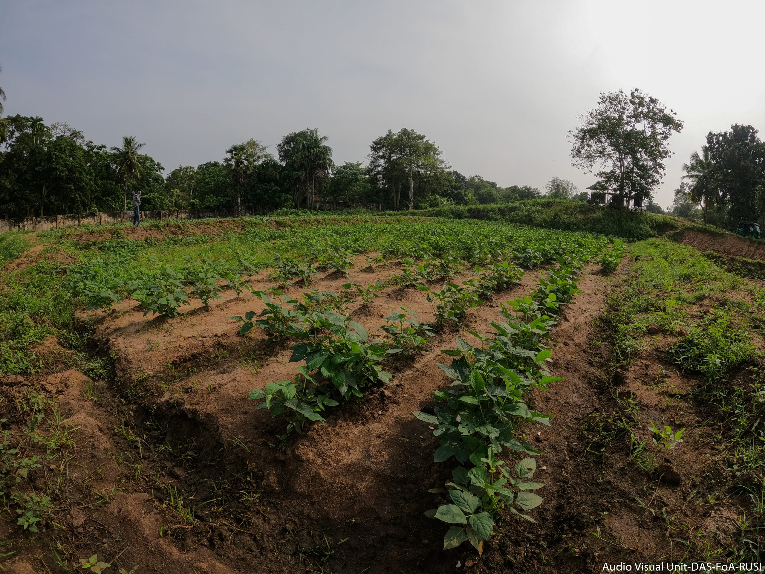 Harvesting Ceremony of Sustainable Agricultural Project – 15.12.2022 ...